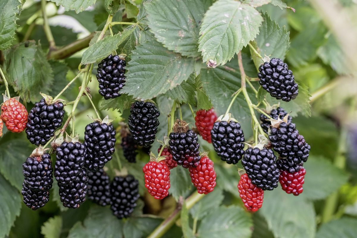 Navaho® Blackberry Young Plants