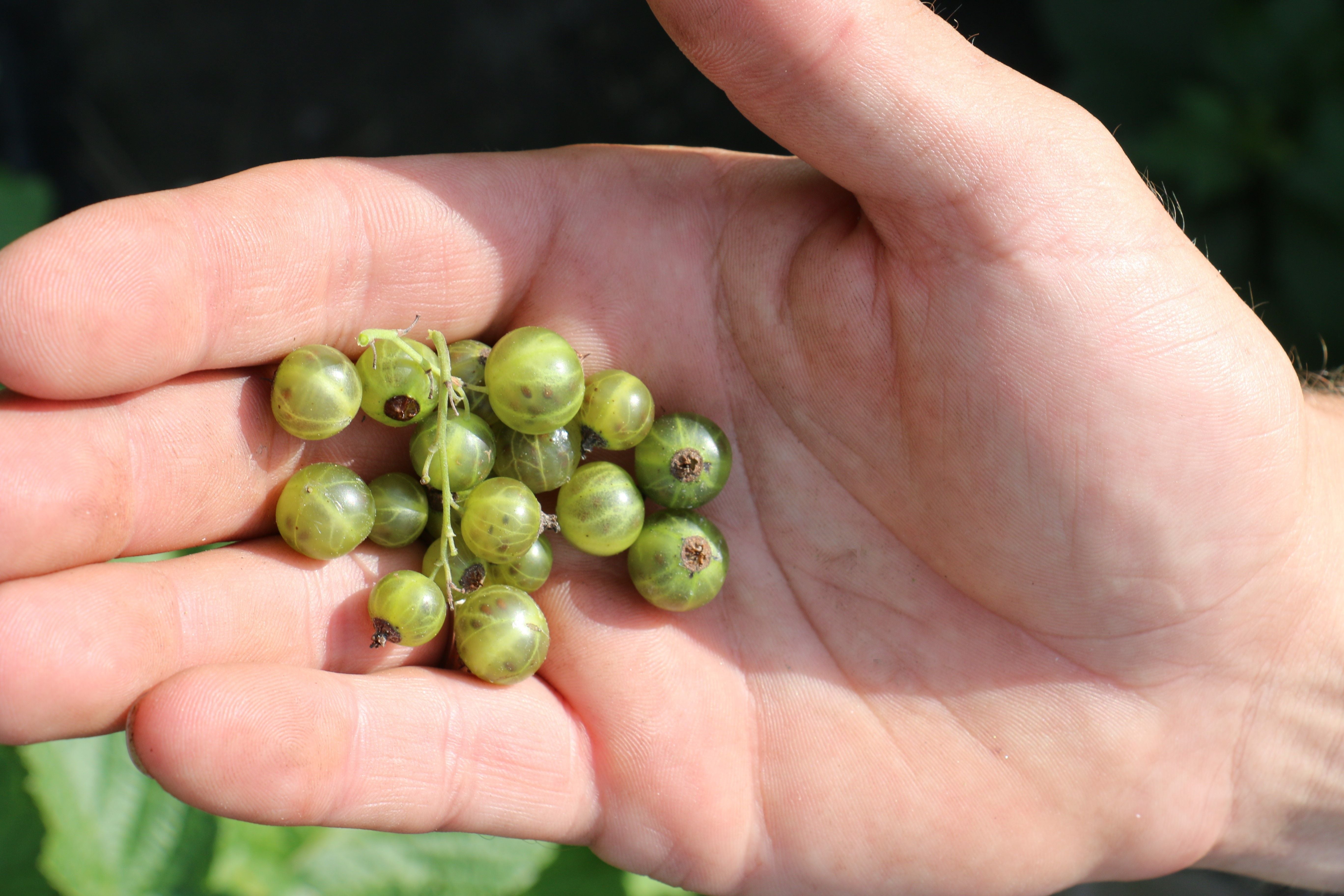 Green Currant Young Plants