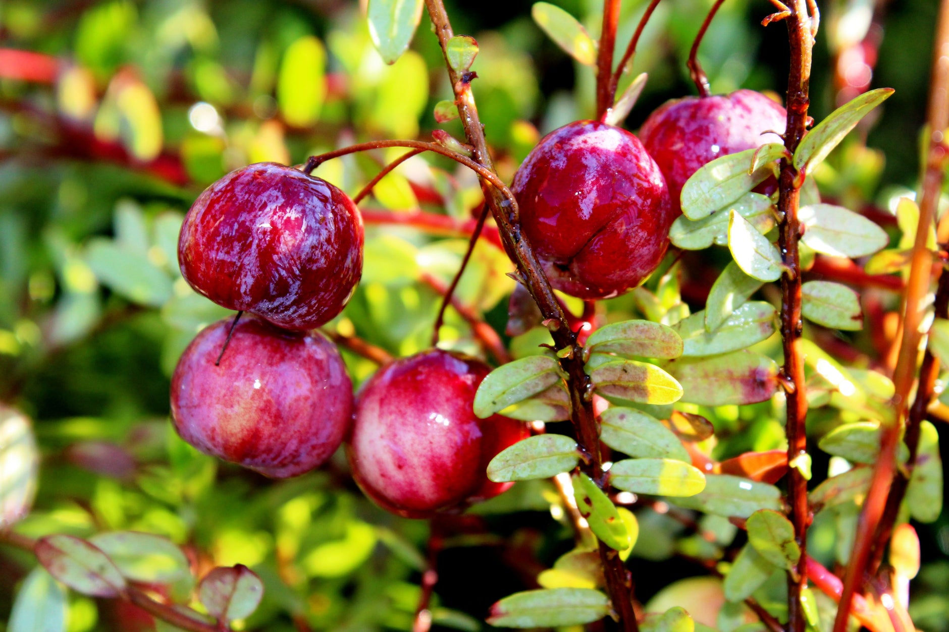 Bush Berries Young Plants