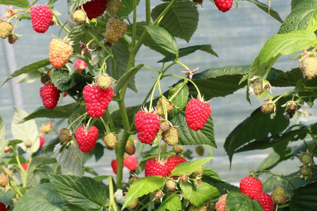 Dornenlose Himbeeren Jungpflanzen
