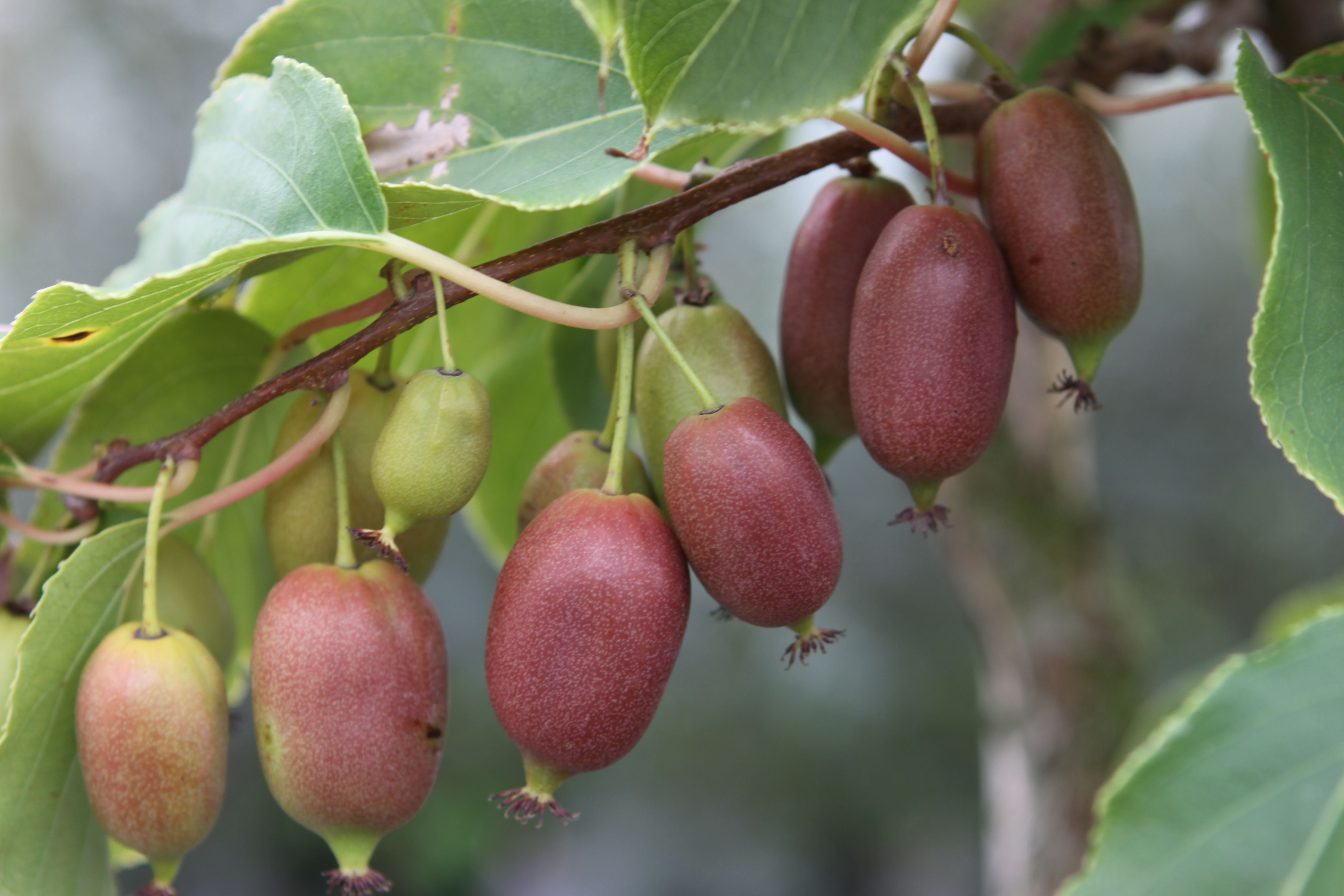 Mini Kiwi/Kiwiberry Young Plants