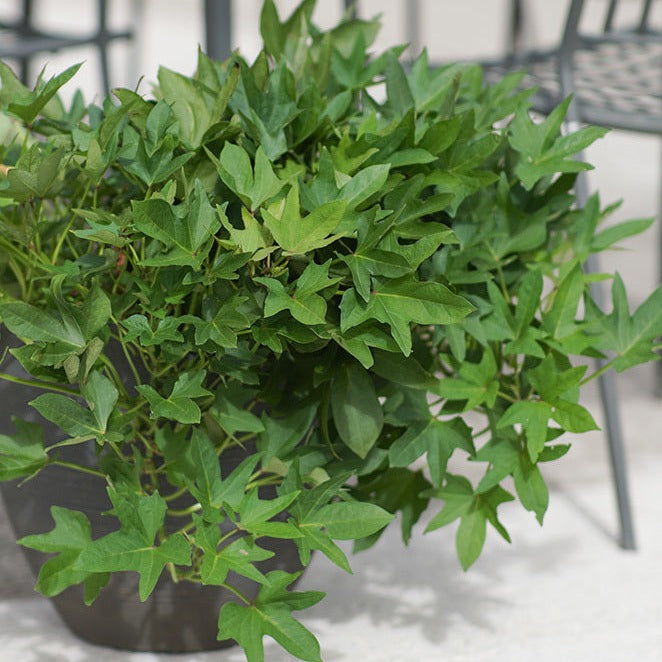Ornamental sweet potato Sugarbeauty® 'Little Lady Fingerleaf®' young p