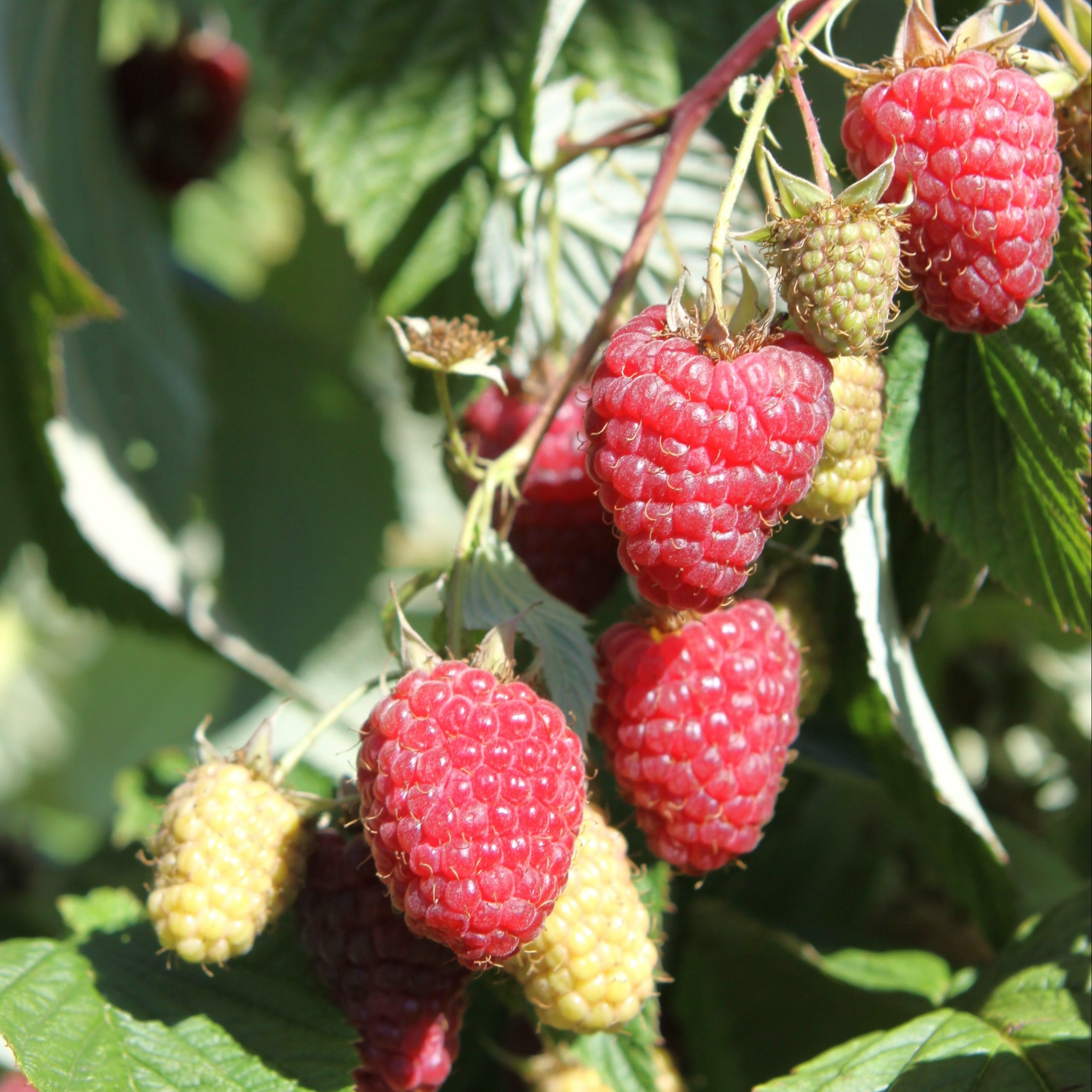 Raspberry Primeberry® 'Zefa Nova®' young plants