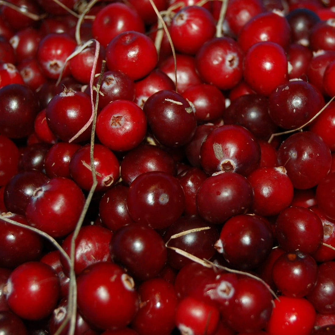 Cranberry 'Stevens' young plants