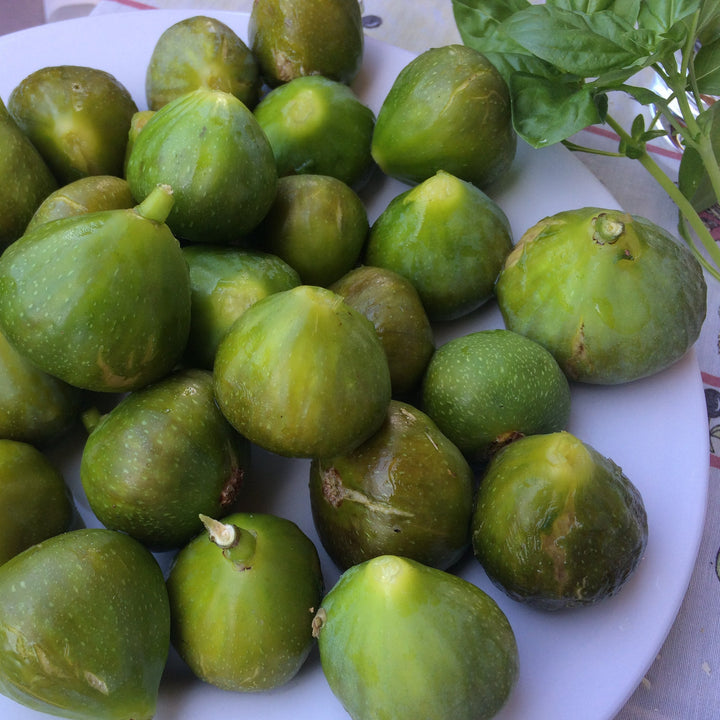 Mediterrane Jungpflanzen