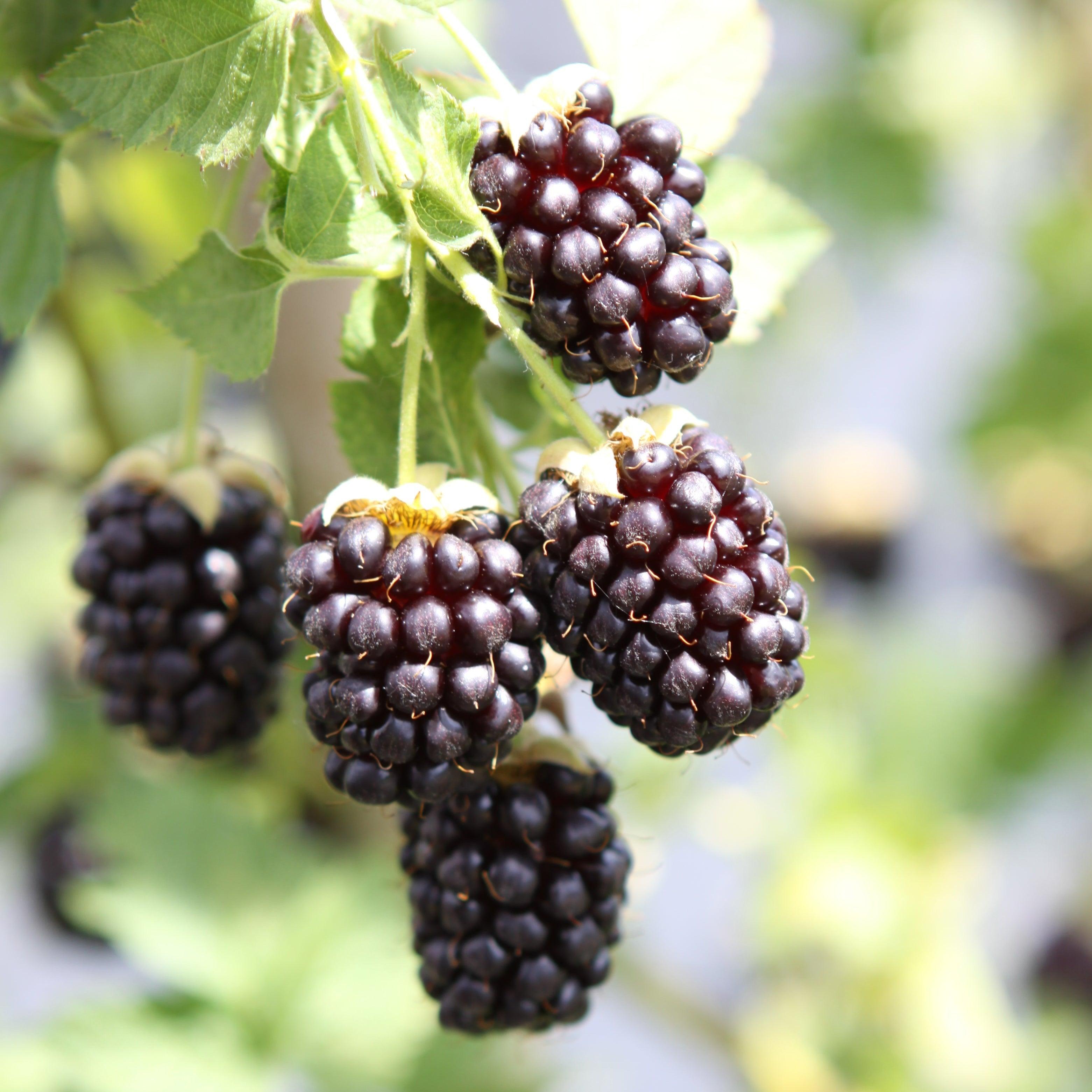 Blackberry hybrid 'Thornless Boysenberry' young plants