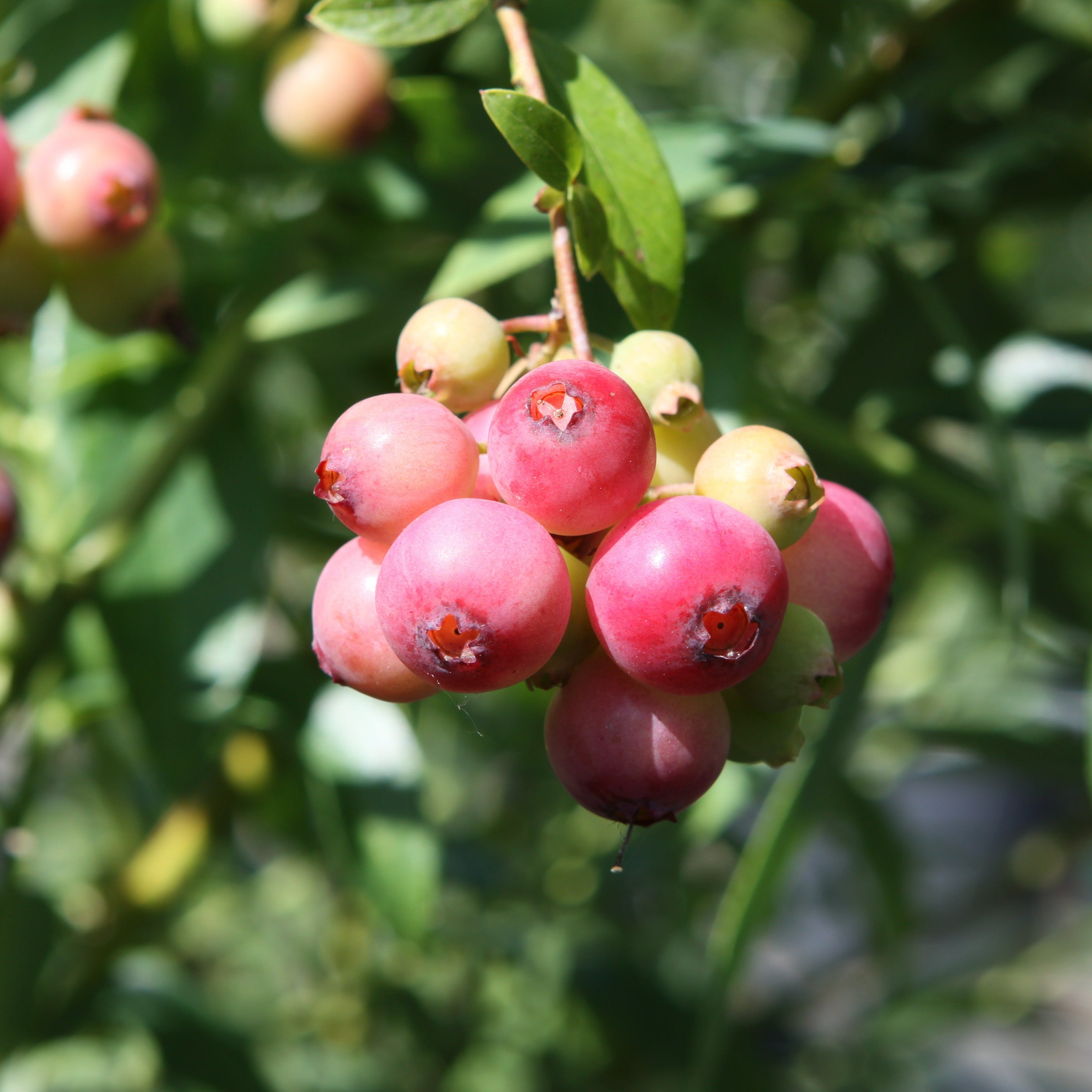 Blueberry 'Pink Lemonade'® young plants
